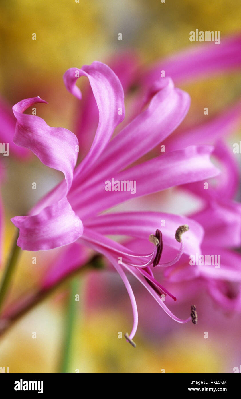 Nerine flowers hi-res stock photography and images - Alamy