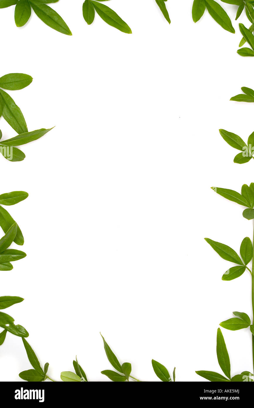 Botanical art frames hi-res stock photography and images - Alamy