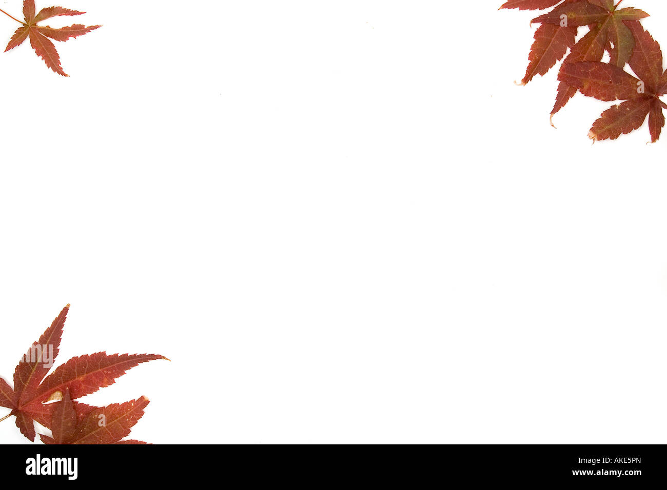 Botanical elements complement hi-res stock photography and images - Alamy