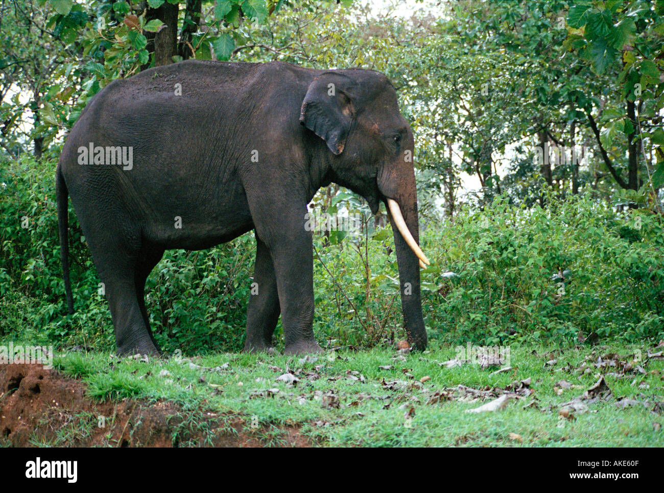 Bandipur karnataka elephant hi-res stock photography and images - Alamy