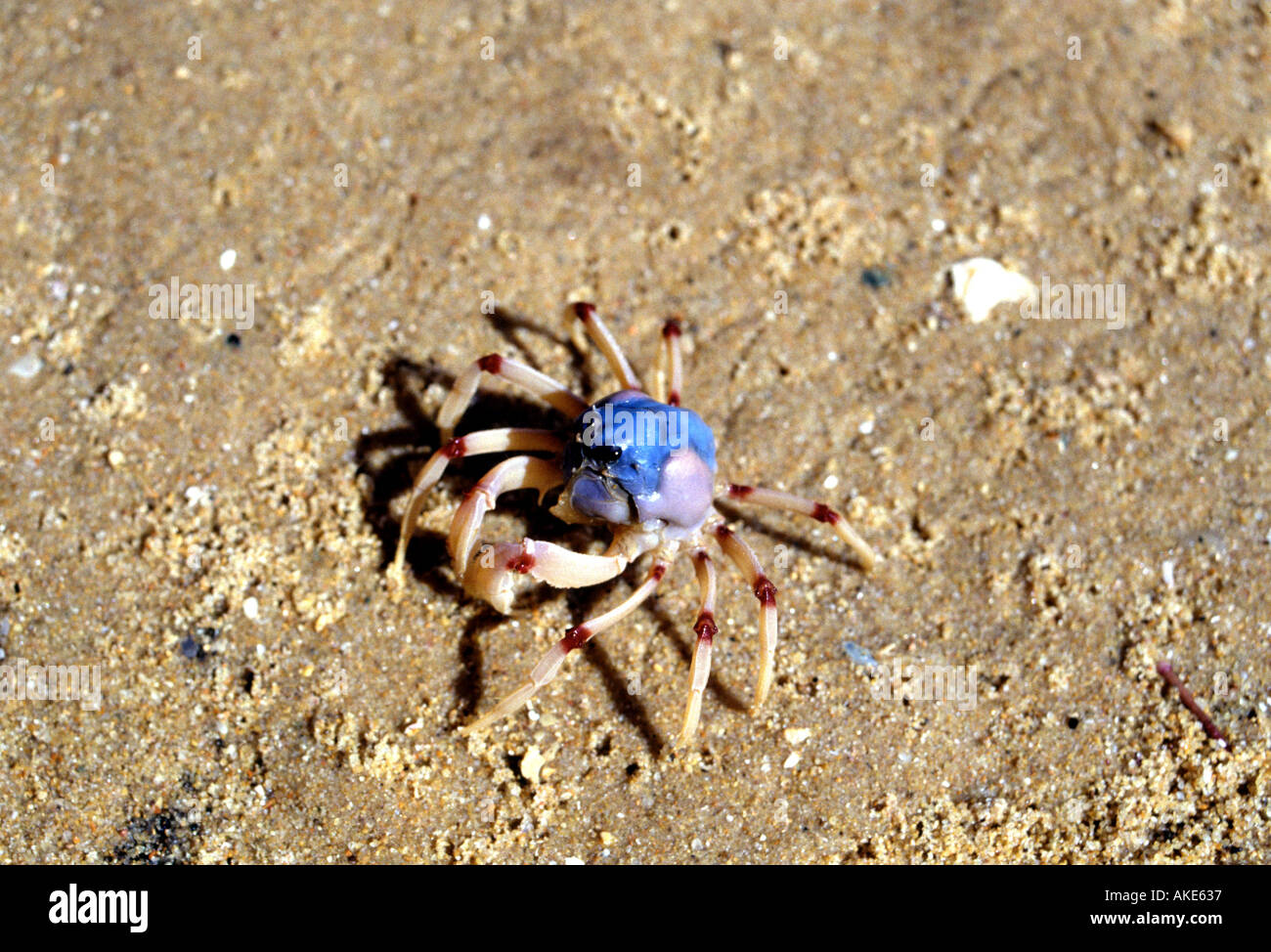 Soldier Crab Mictyris longicarpus on a beach near Sydney Stock Photo ...