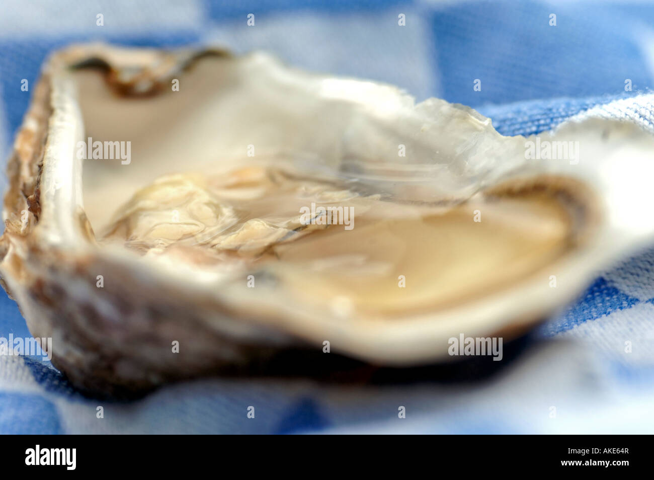 Fresh oyster in half shell Stock Photo - Alamy