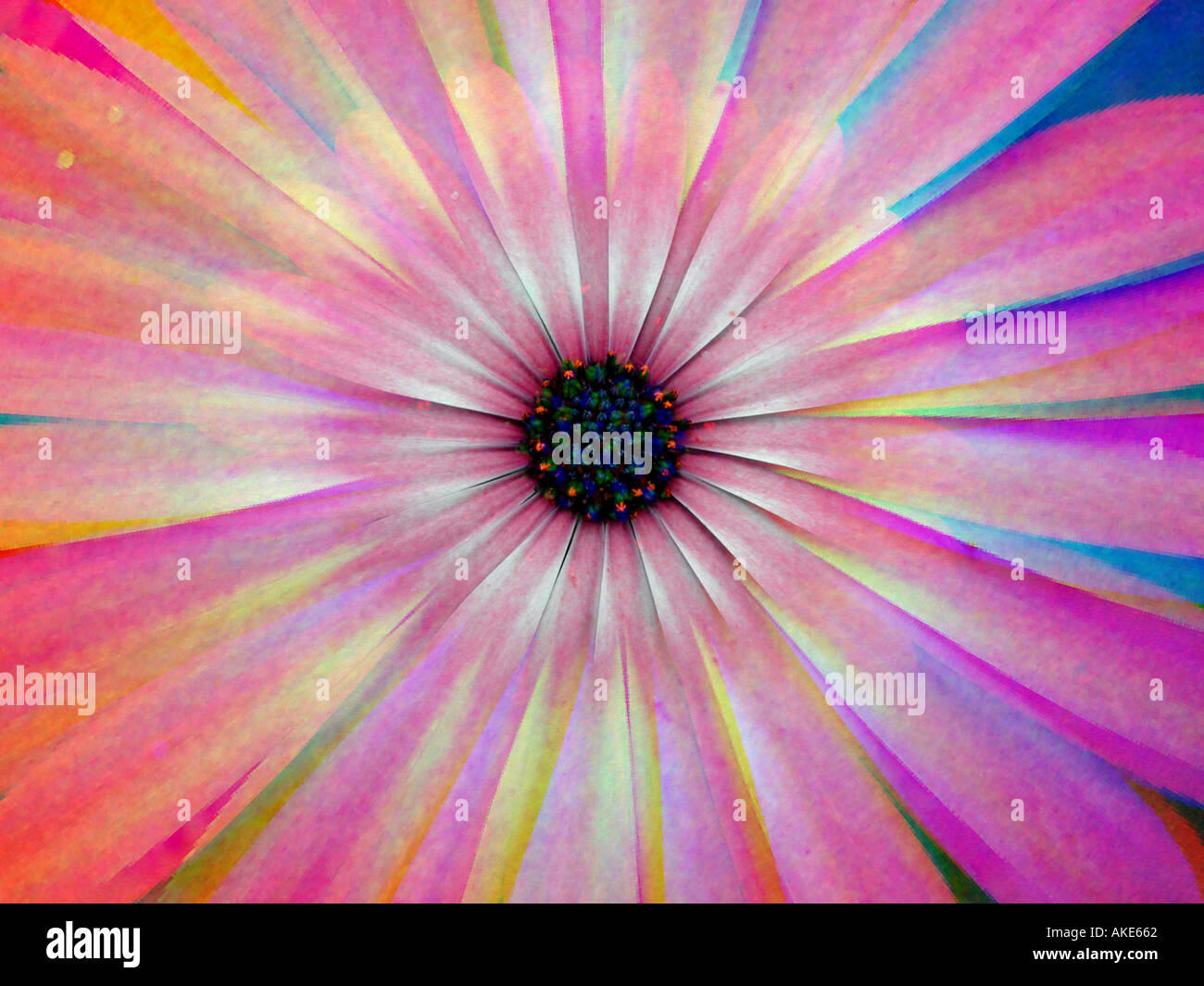 Radiate Stock Photo - Alamy