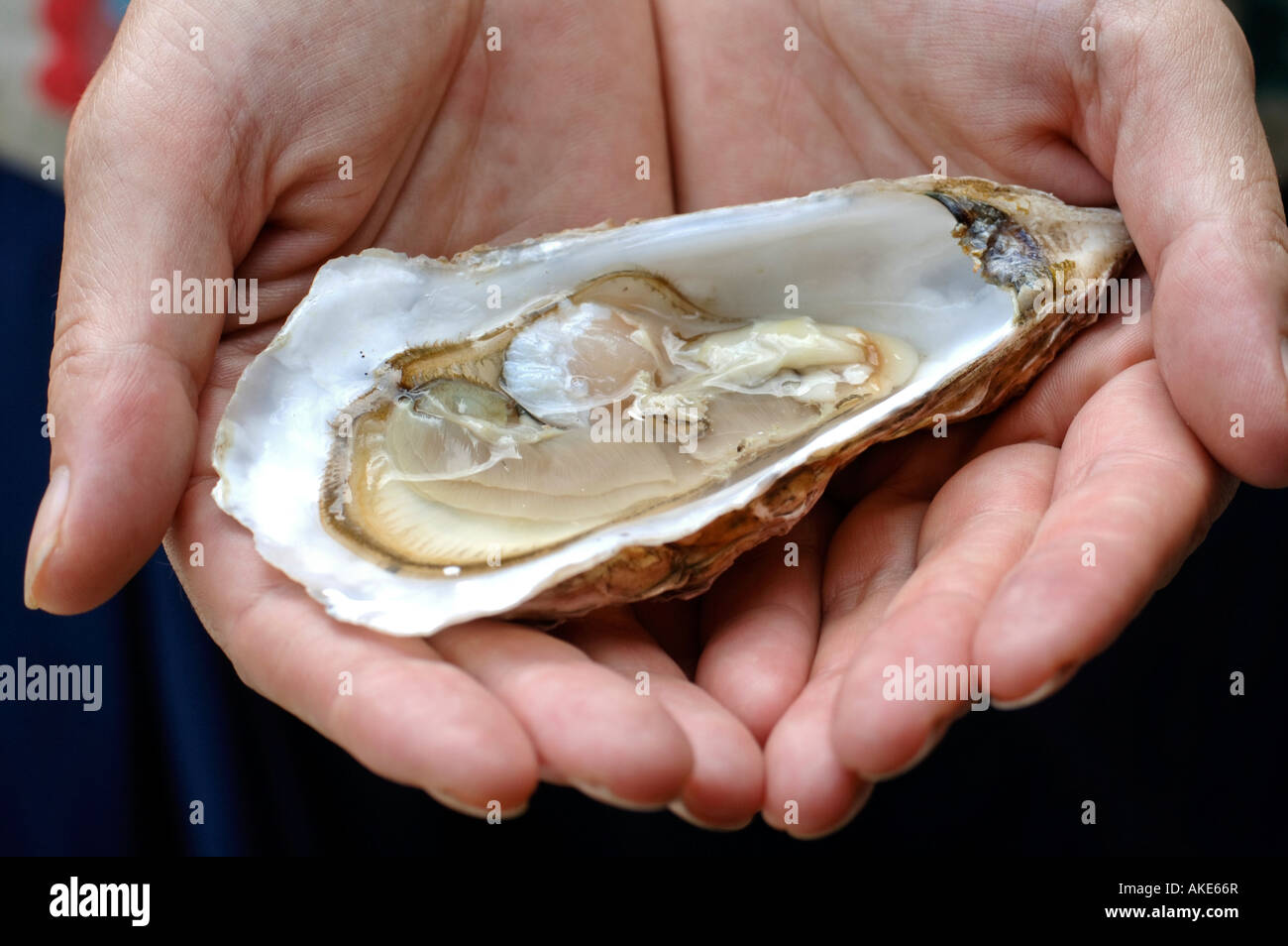 Fresh oyster in half shell Stock Photo - Alamy