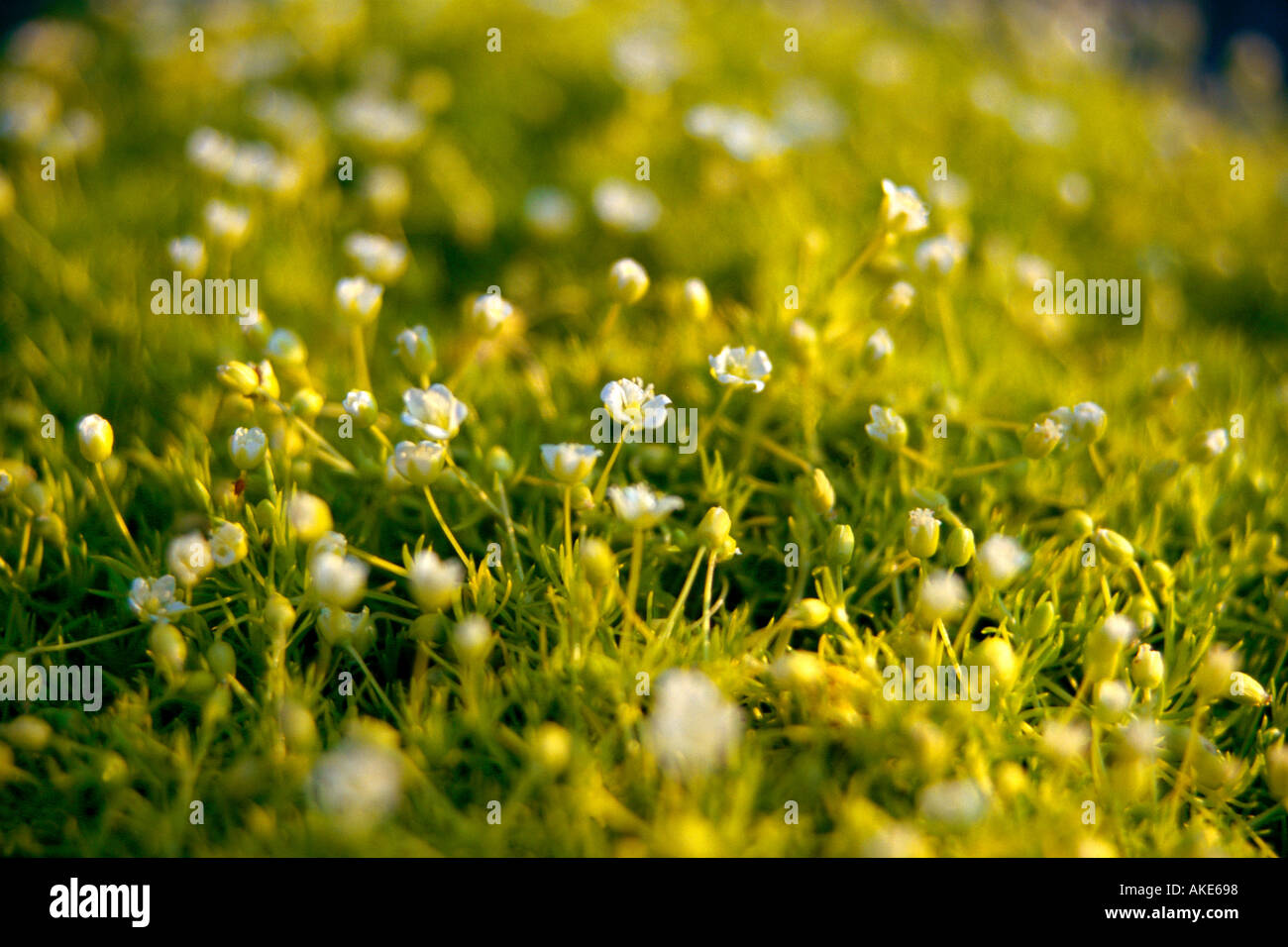 Ecuadorian Cushion Plant Stock Photo - Alamy