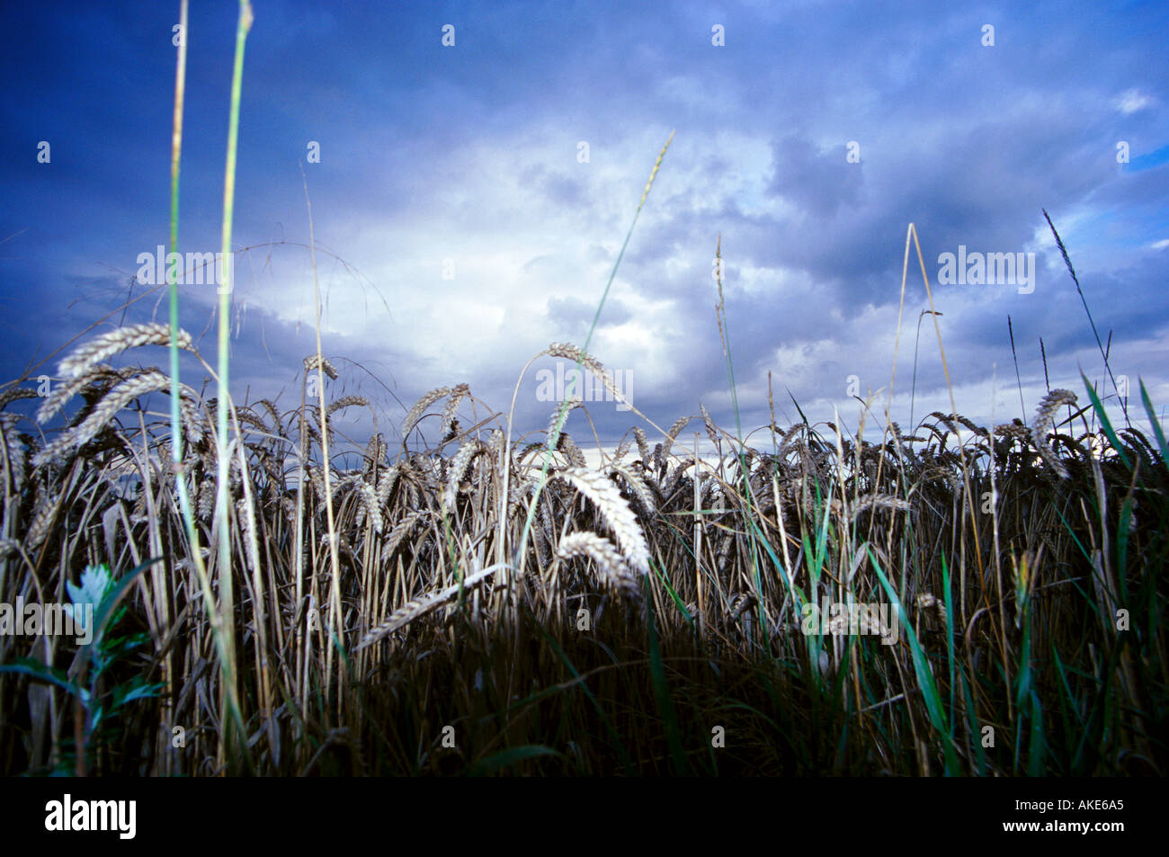 Sci fi plants hi-res stock photography and images - Alamy