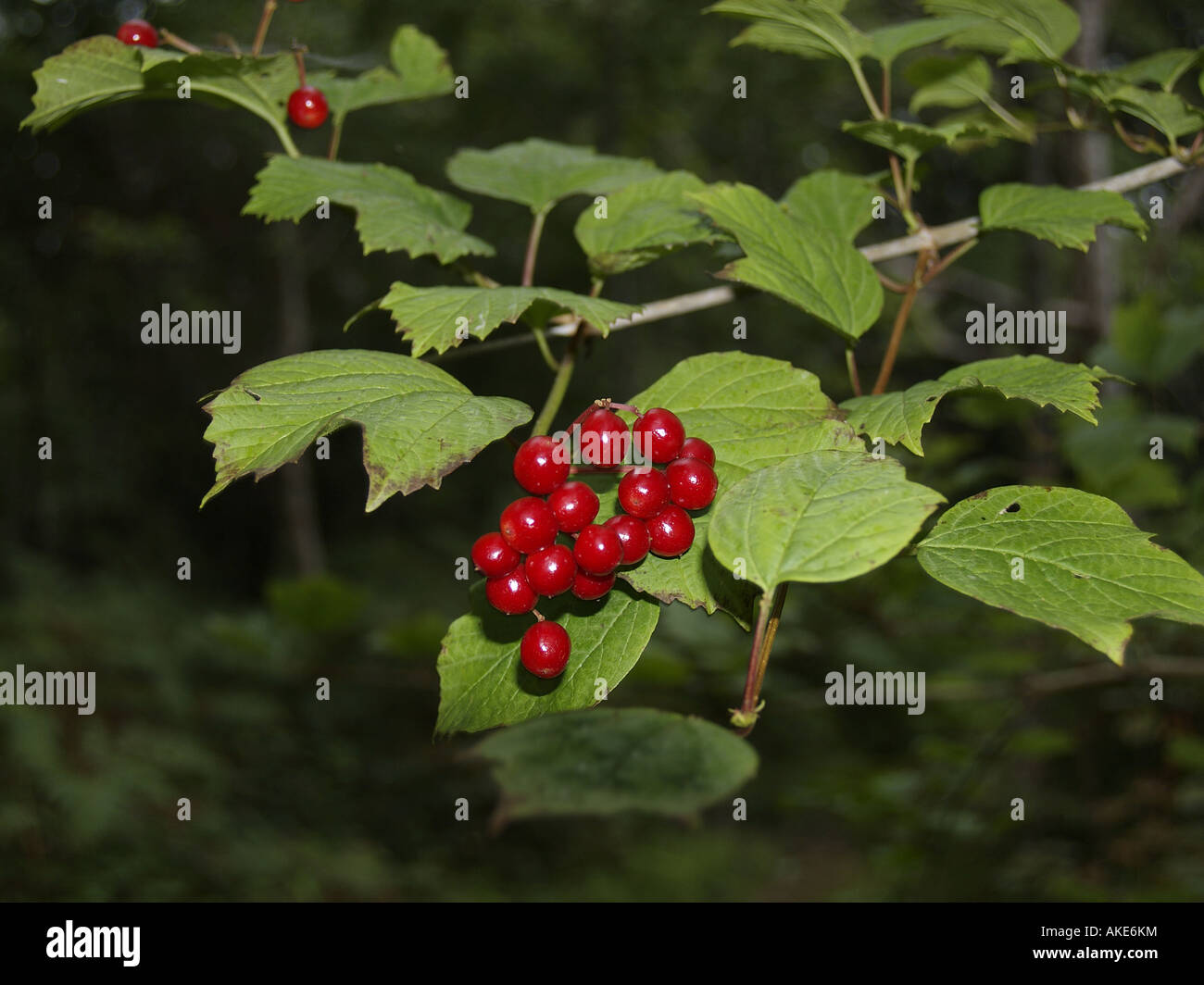 Vibrant red Berries on a tree Stock Photo - Alamy