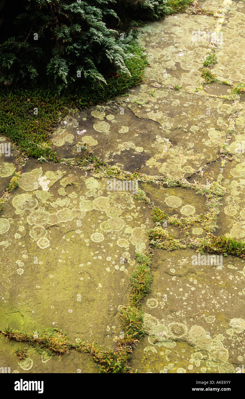 York Stone paving slabs with lichen and moss Stock Photo - Alamy