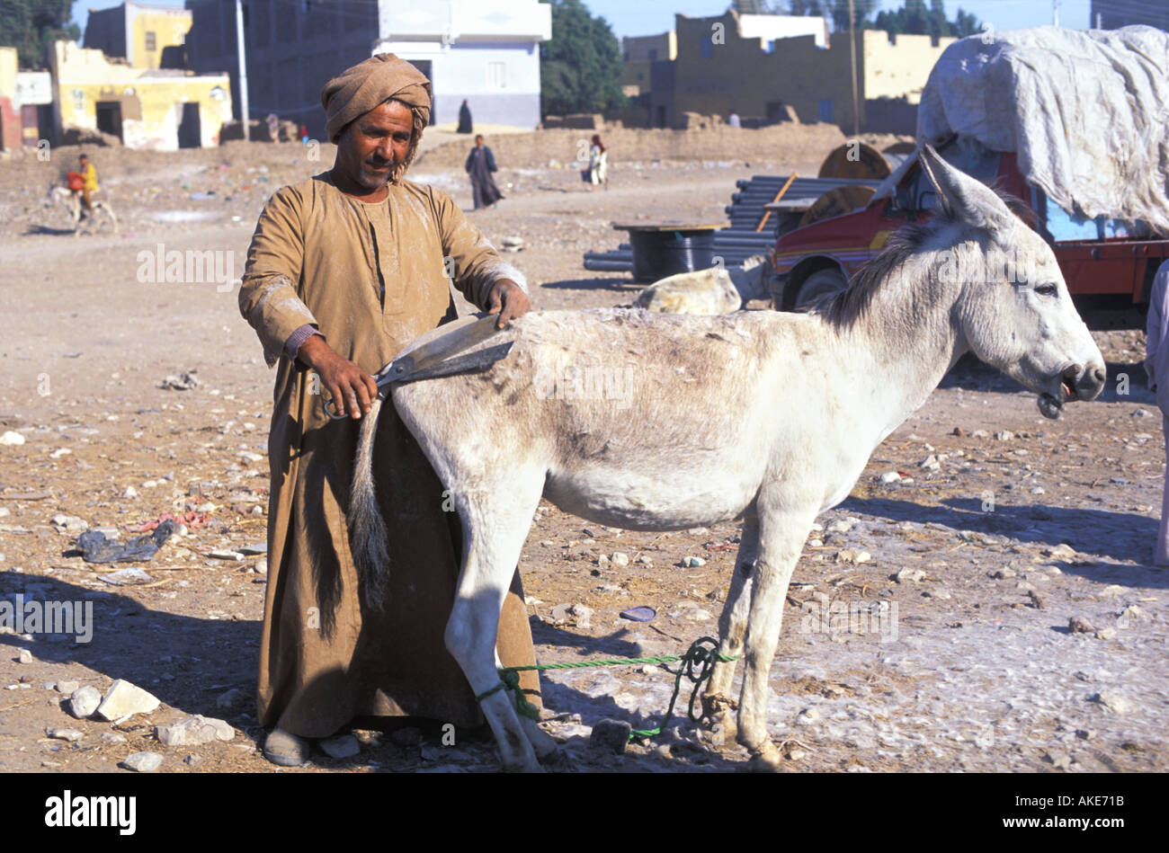 EGYPT LUXOR PEASANT CUTTING DONKEY S HAIR Stock Photo - Alamy