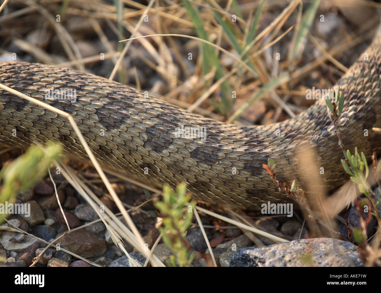 Woodlands saskatchewan hi-res stock photography and images - Alamy