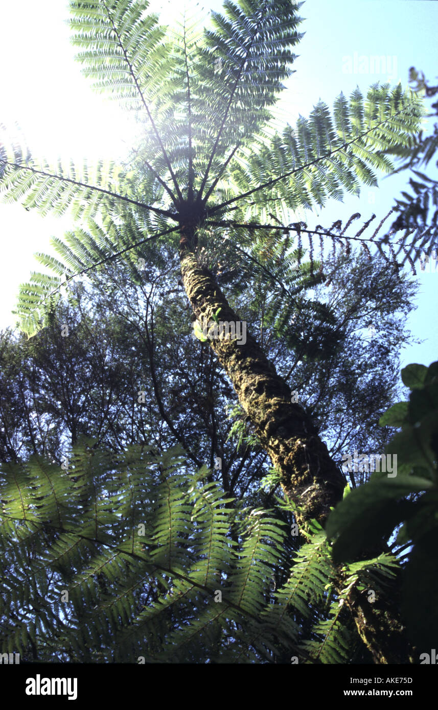 An unidentified species of tree fern Stock Photo - Alamy