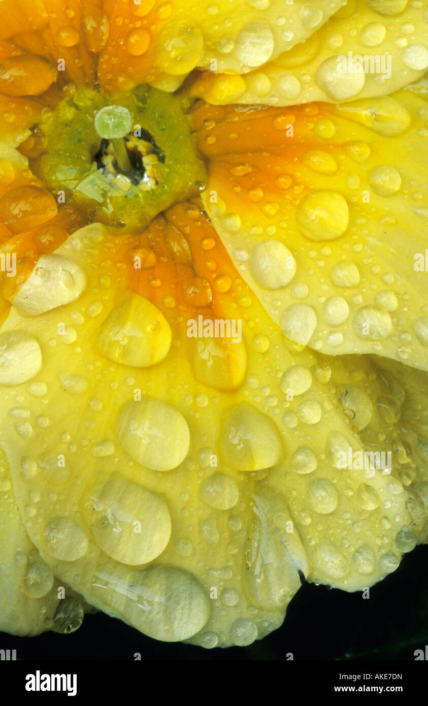 raindrops on primrose in spring Stock Photo - Alamy