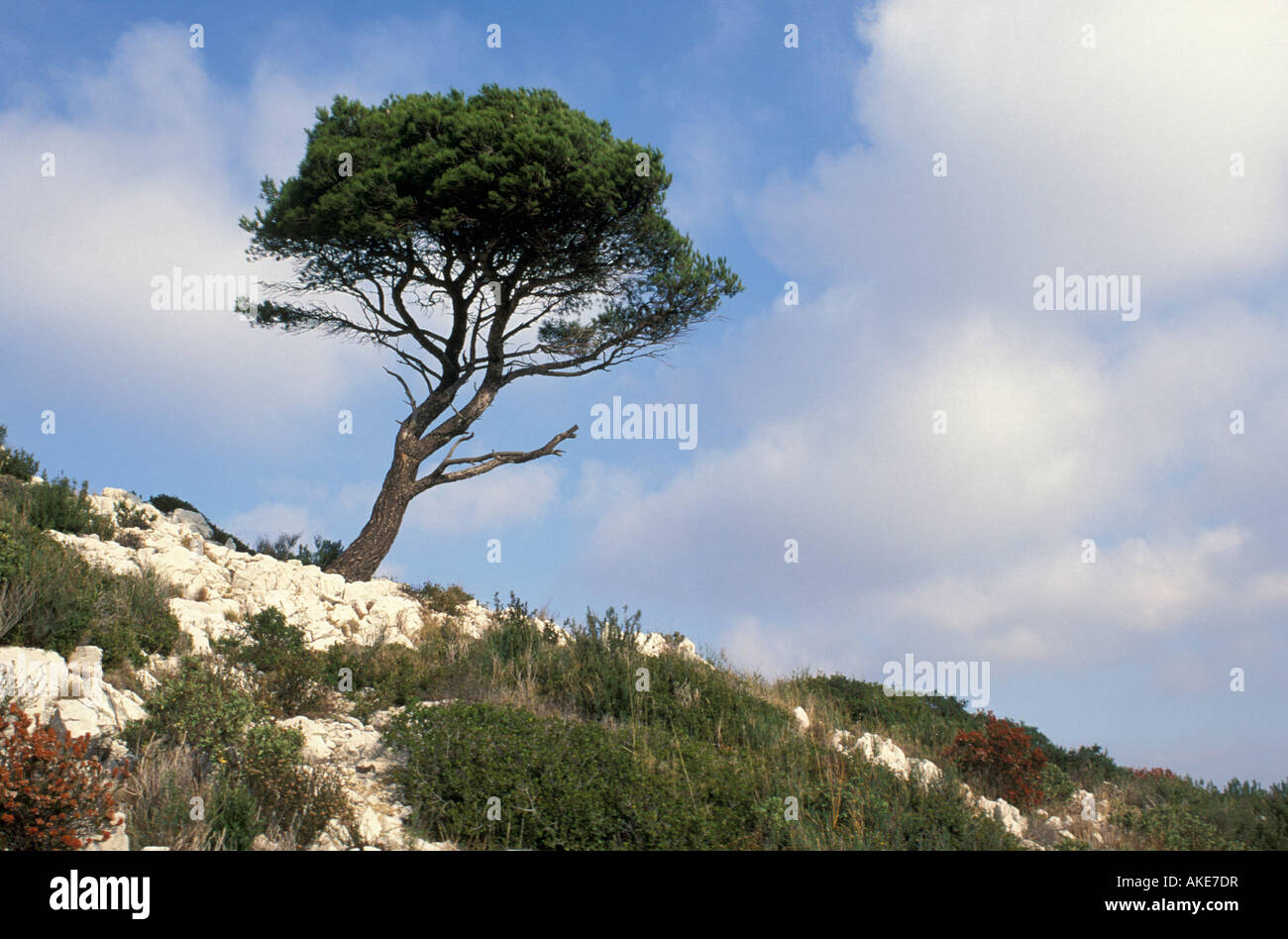 pinus halepensis tree, marseille, france Stock Photo - Alamy