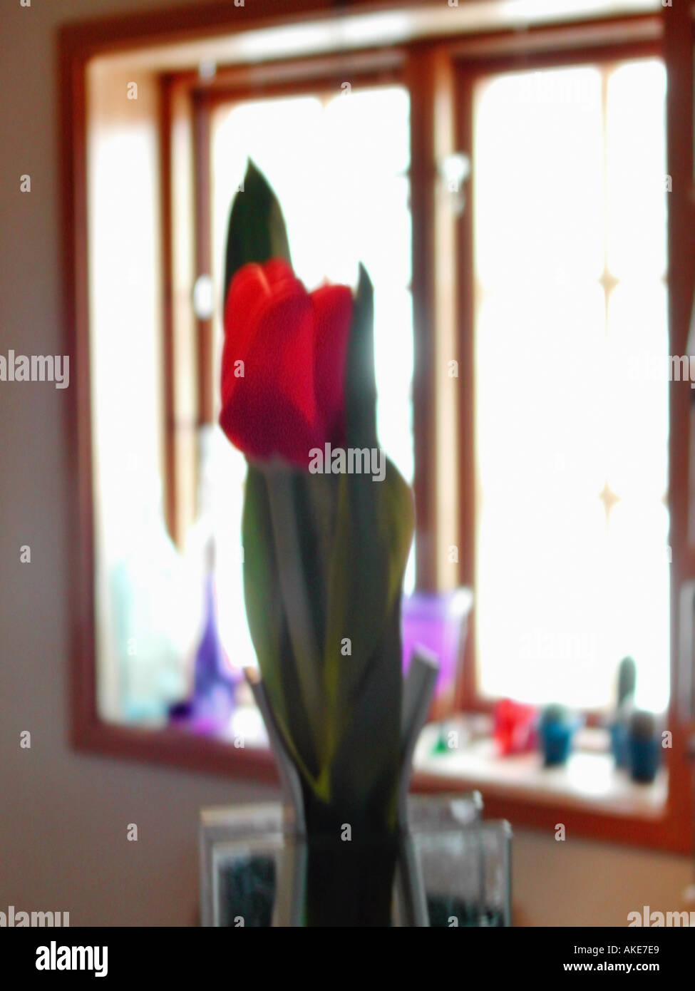 Red tulip against a window Stock Photo - Alamy