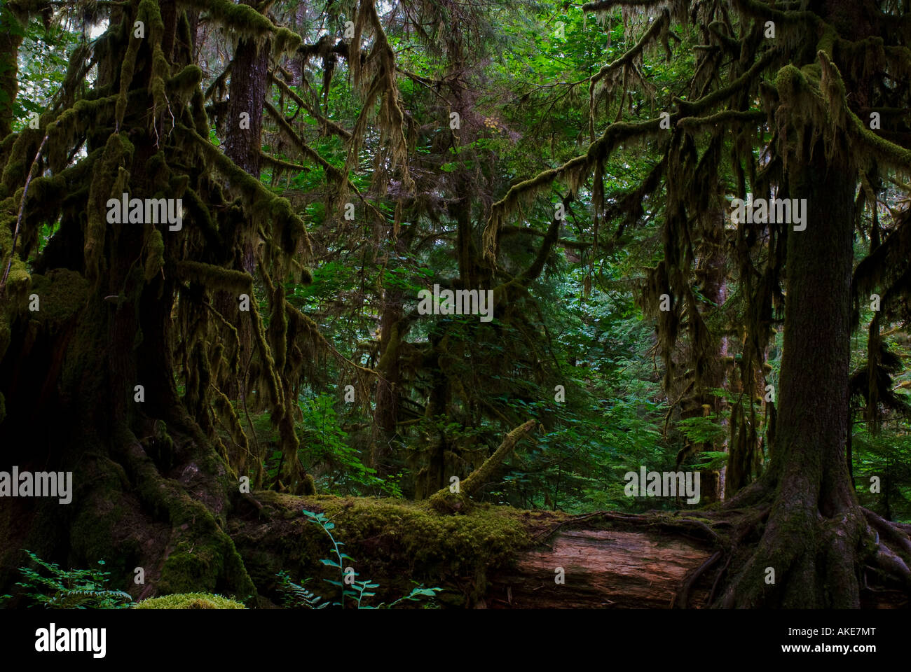 Fallen tree fern branches hi-res stock photography and images - Alamy