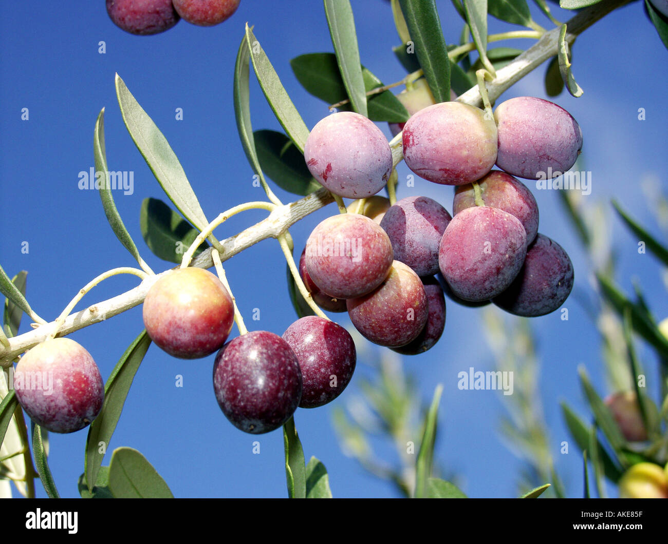 Olives in tree hi-res stock photography and images - Alamy
