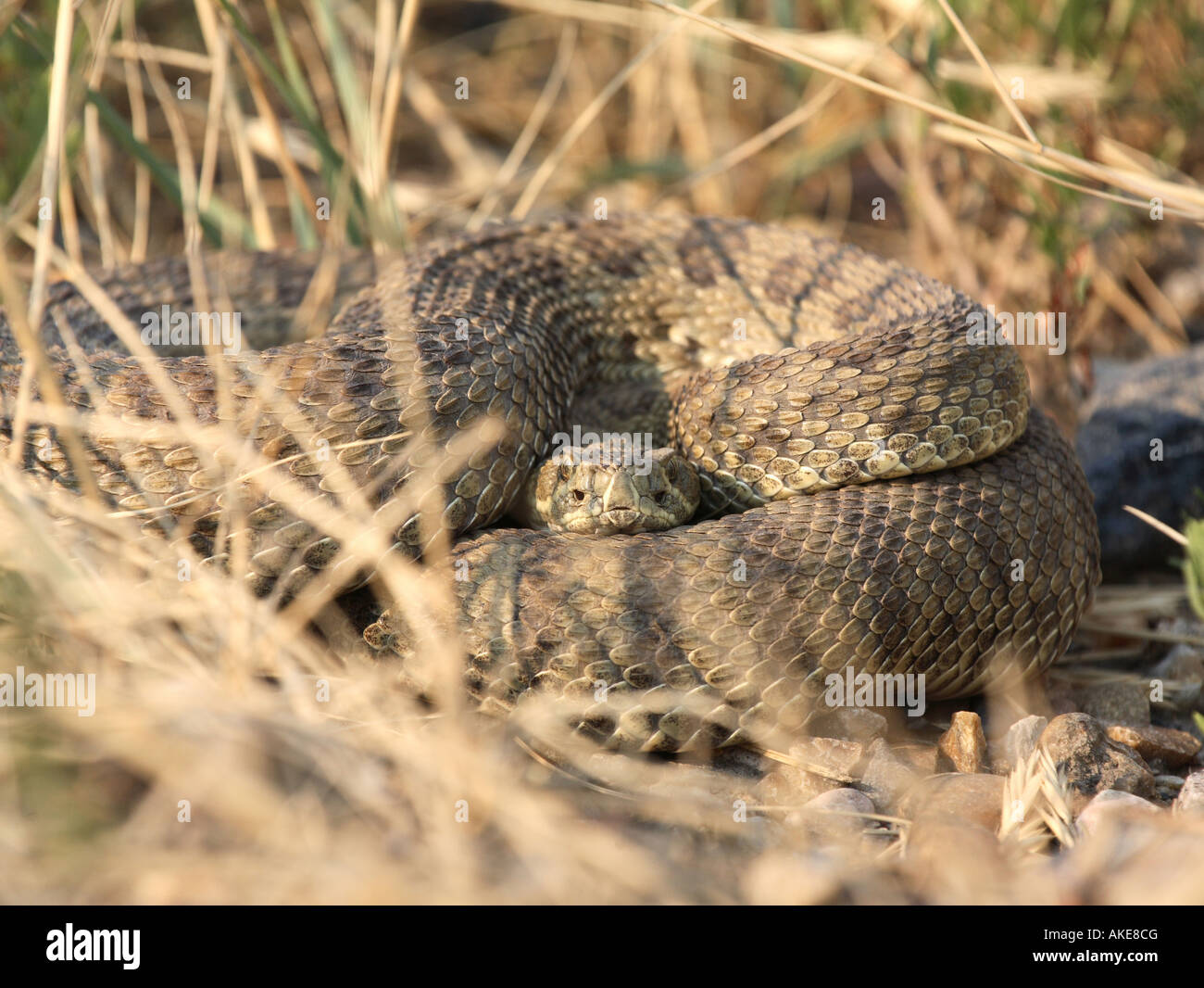 Prairie rattlesnake hi-res stock photography and images - Alamy