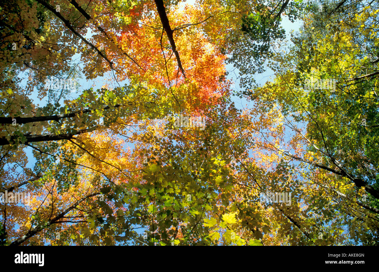 maple trees, willoughby lake, usa Stock Photo - Alamy