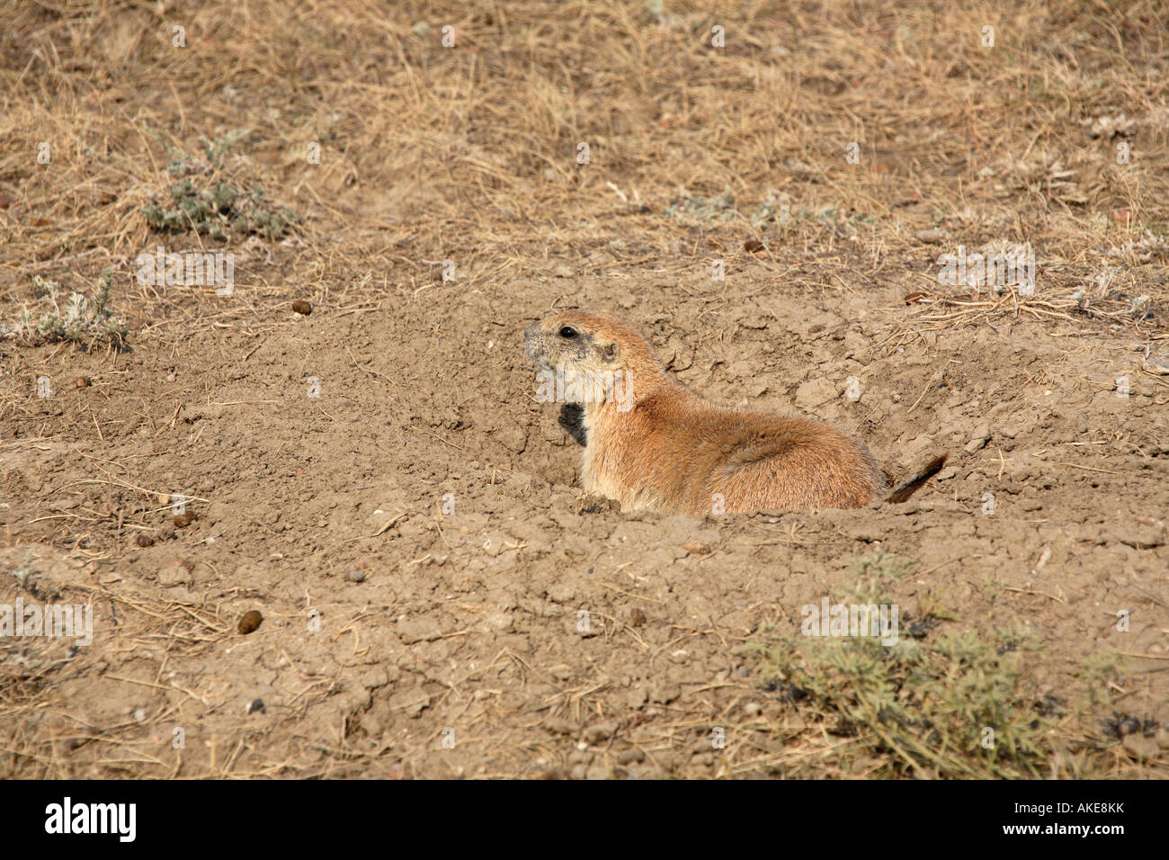 Prairie dog on the lookout in scenic Saskatchewan Stock Photo - Alamy