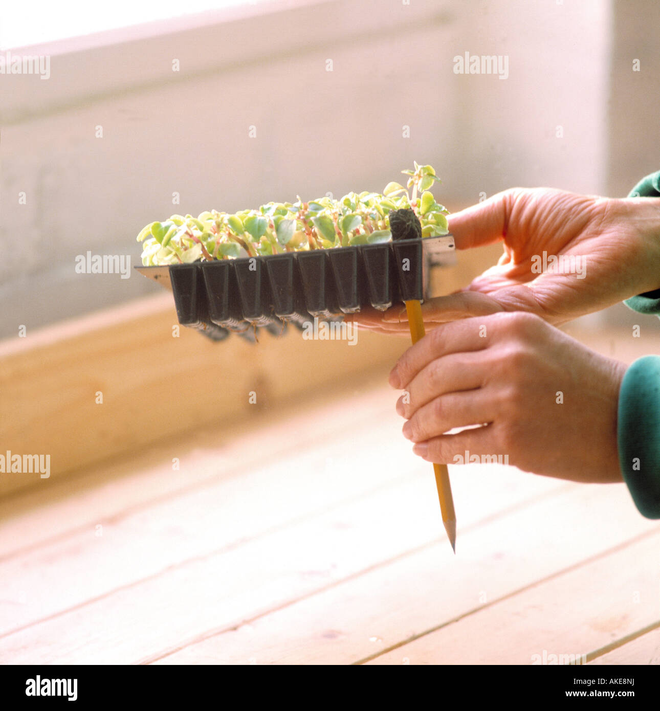 Garden plug plants hi-res stock photography and images - Alamy
