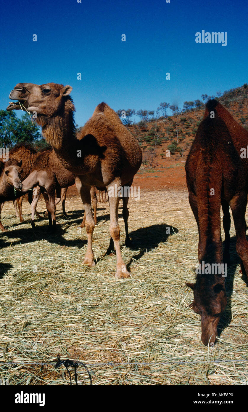 Australia wild camel hi-res stock photography and images - Alamy