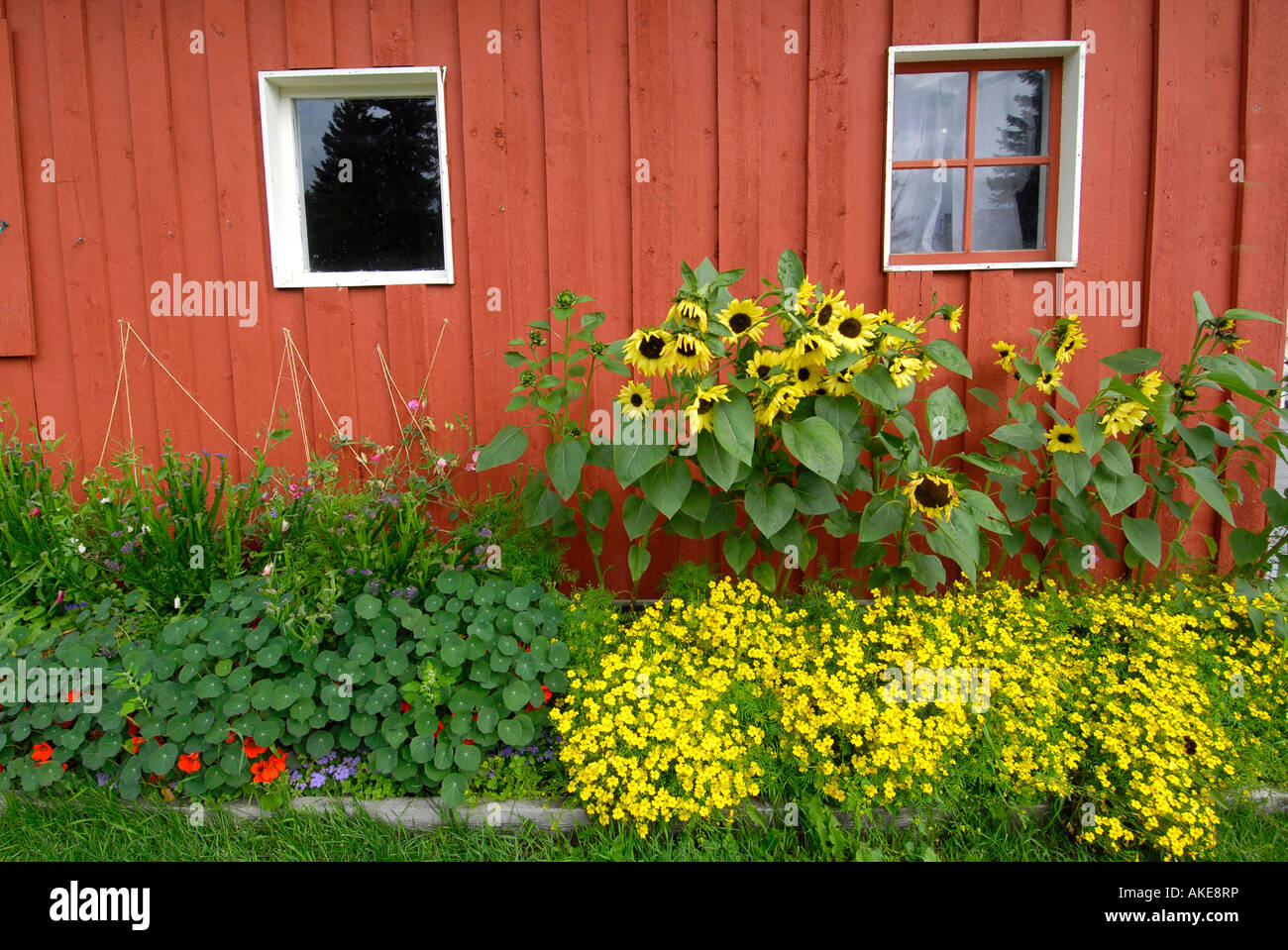 Red Barn with summer flowers sunflowers in Pioneer Park Fairbanks ...