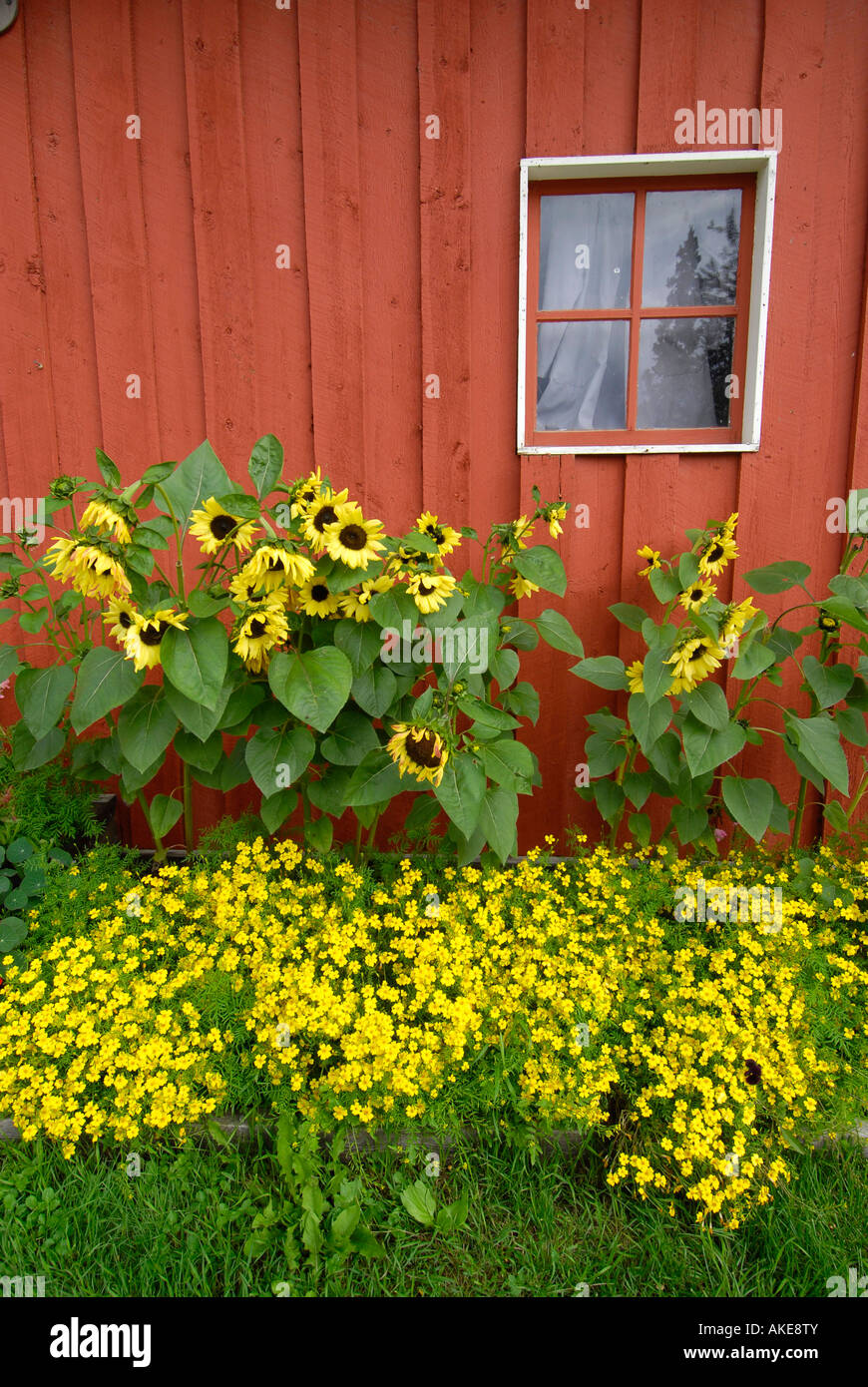 Red Barn with summer flowers sunflowers in Pioneer Park Fairbanks ...