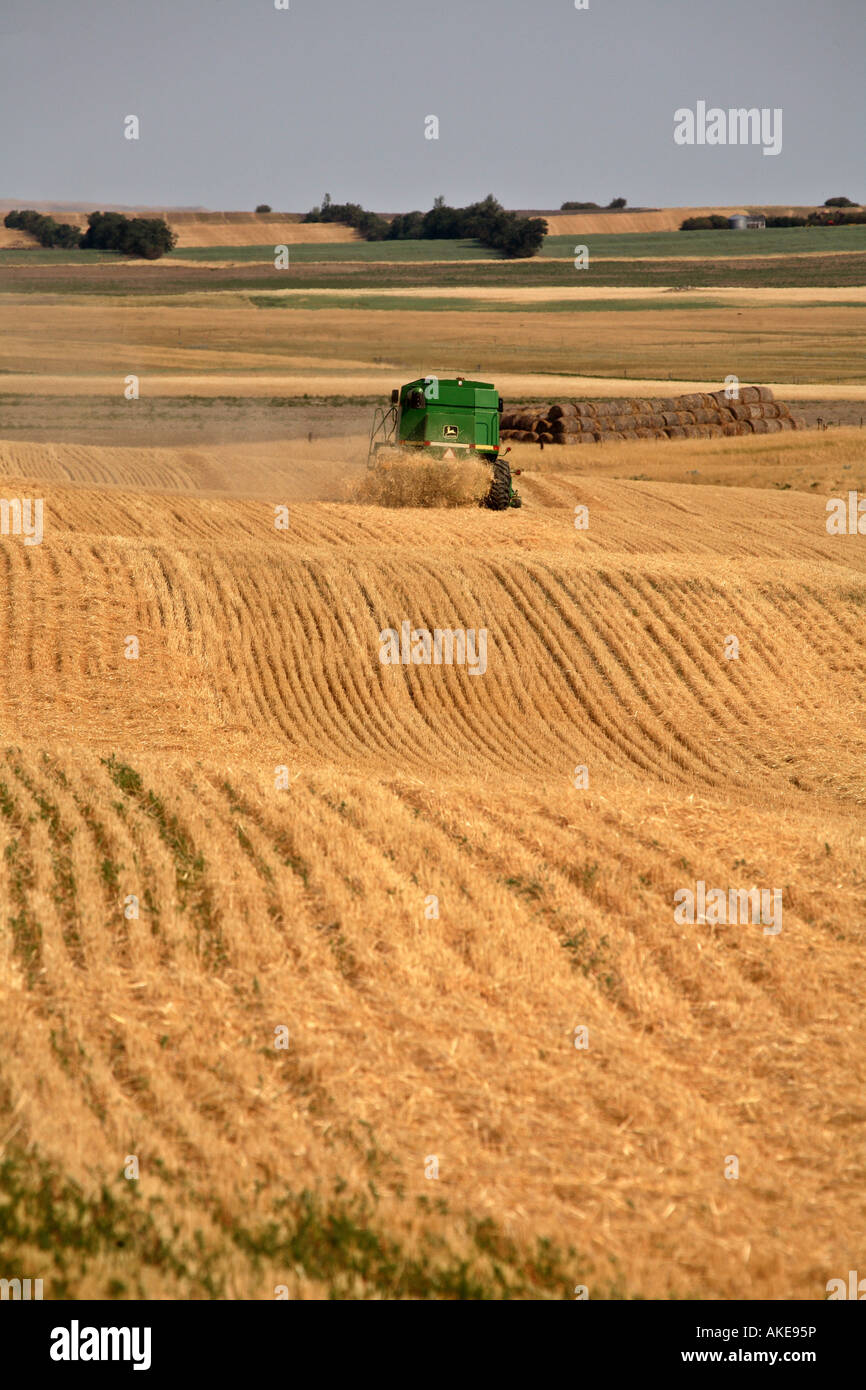 Farmer combining his crop in scenic Saskatchewan Stock Photo - Alamy