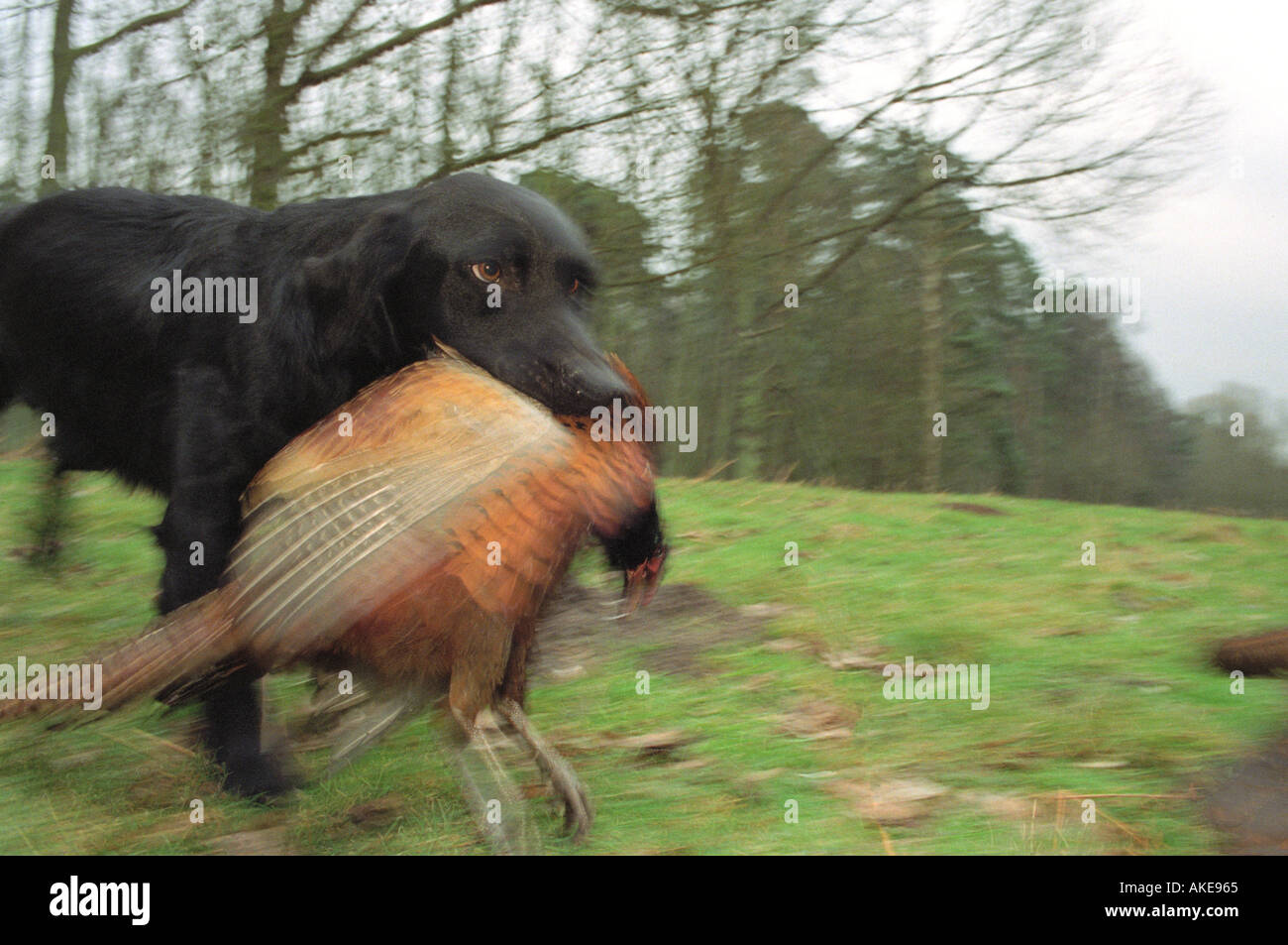 Black labrador gun dog retrieving a shot pheasant in the countryside in ...