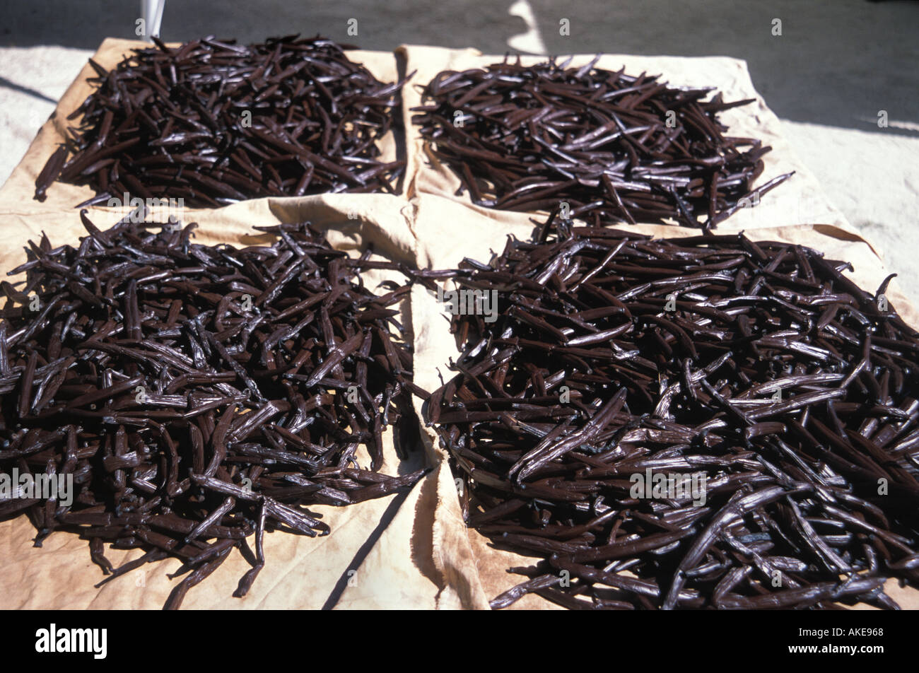 Vanilla pods drying in hot sun Tahaa South Pacific Stock Photo - Alamy