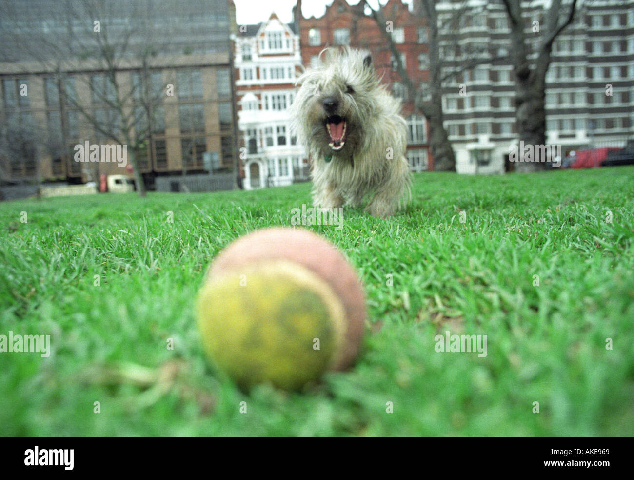 Dog and ball Stock Photo - Alamy