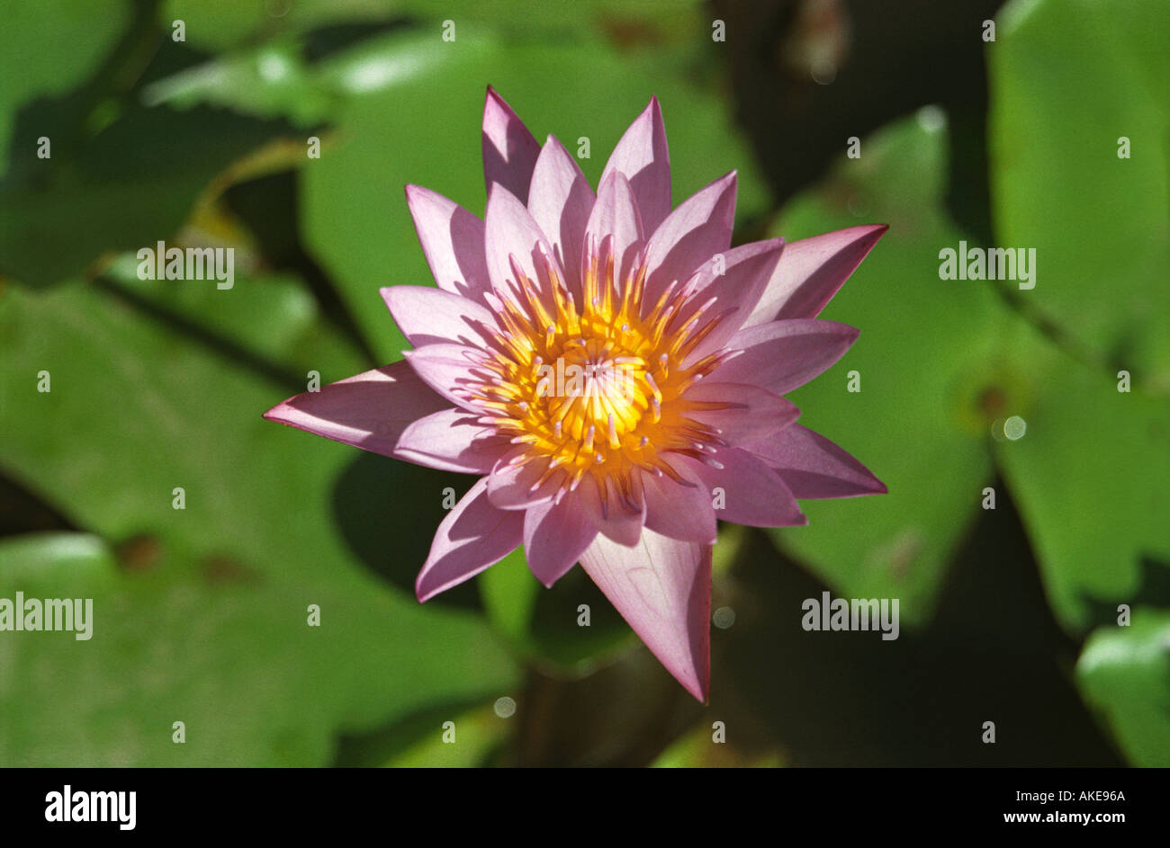 Polynesian water lily Raiatea South Pacific Stock Photo - Alamy