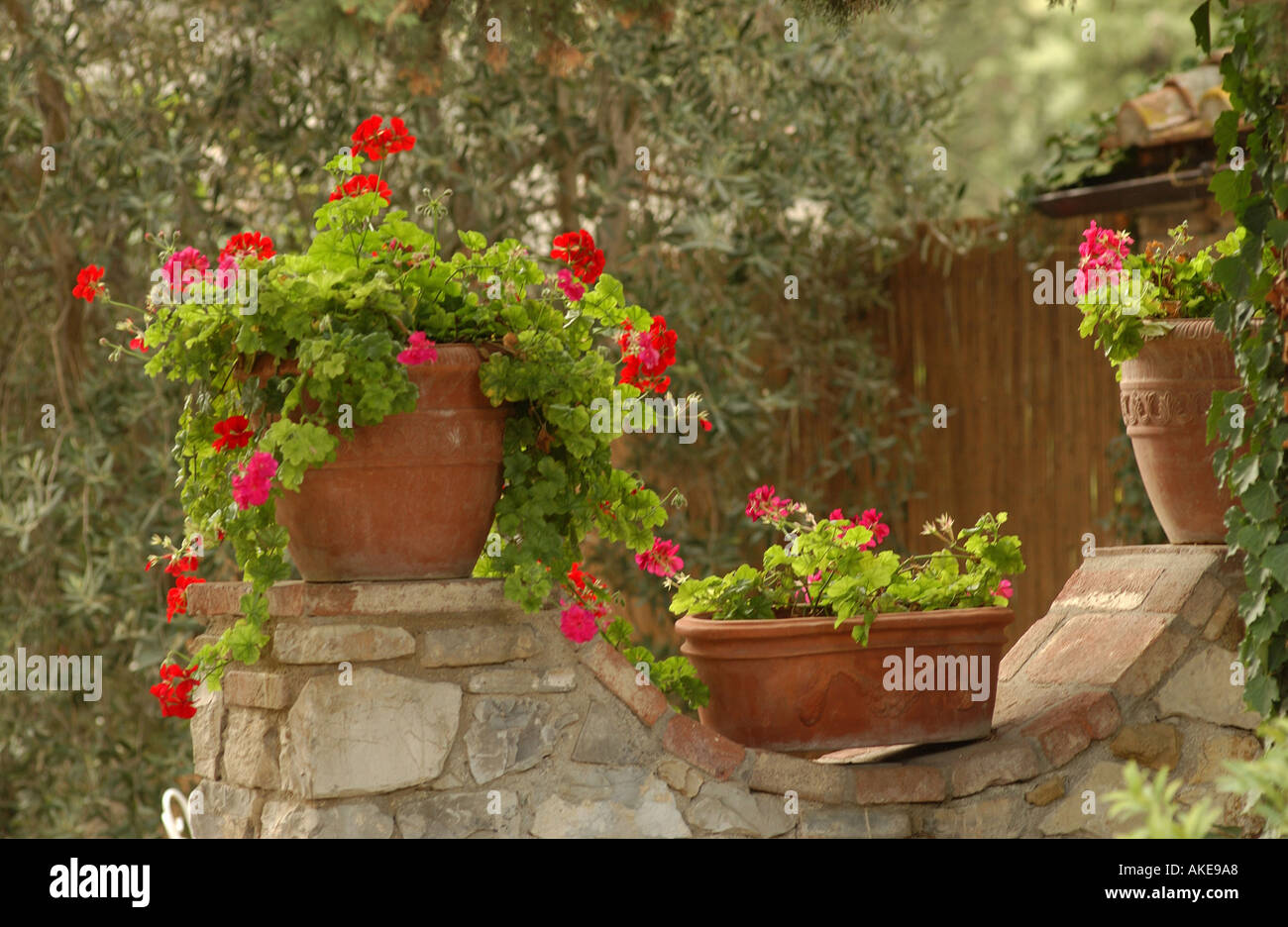 Terracotta pots with flowers in Tuscany Italy Stock Photo - Alamy