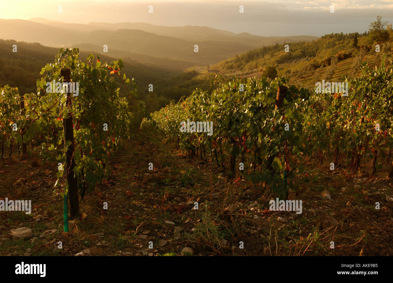 Rows of grape vines in the vineyards of Tuscany Italy Stock Photo - Alamy