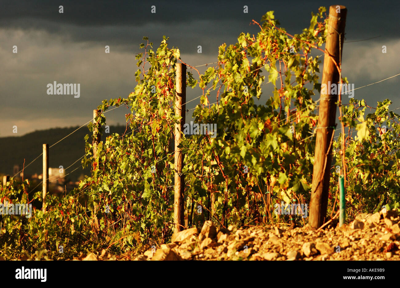 Italian grape vines hi-res stock photography and images - Alamy