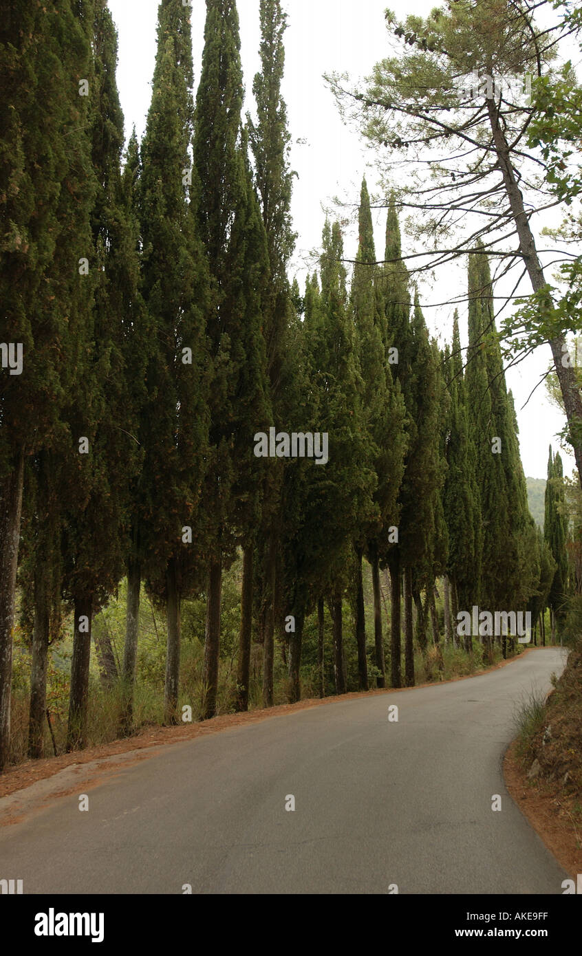 Cyprus tree lined road hi-res stock photography and images - Alamy