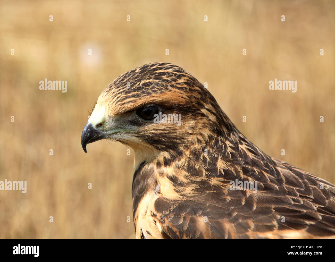 Fledgling hawk on ground in hi-res stock photography and images - Alamy
