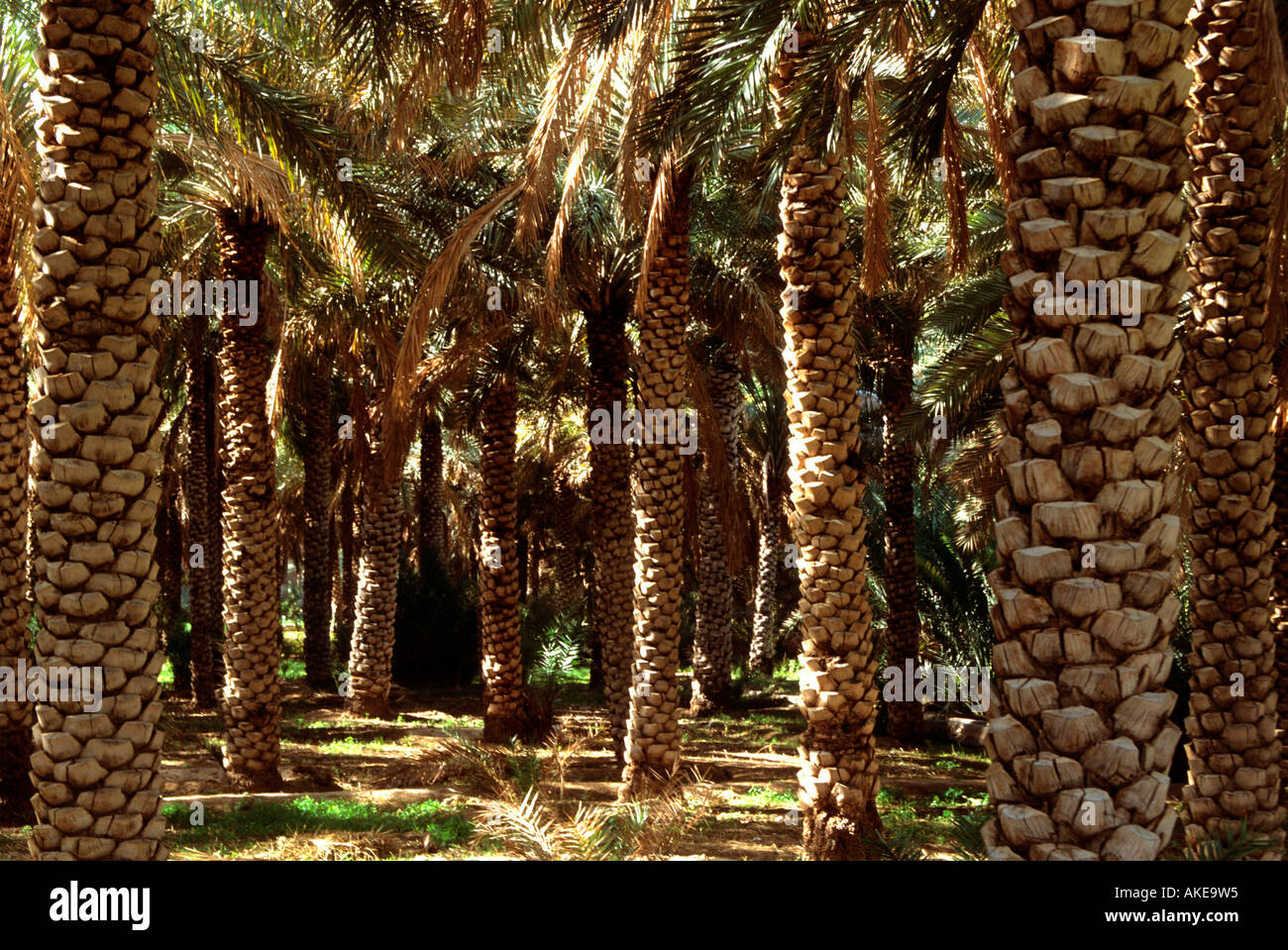 Wadi tanuf hi-res stock photography and images - Alamy