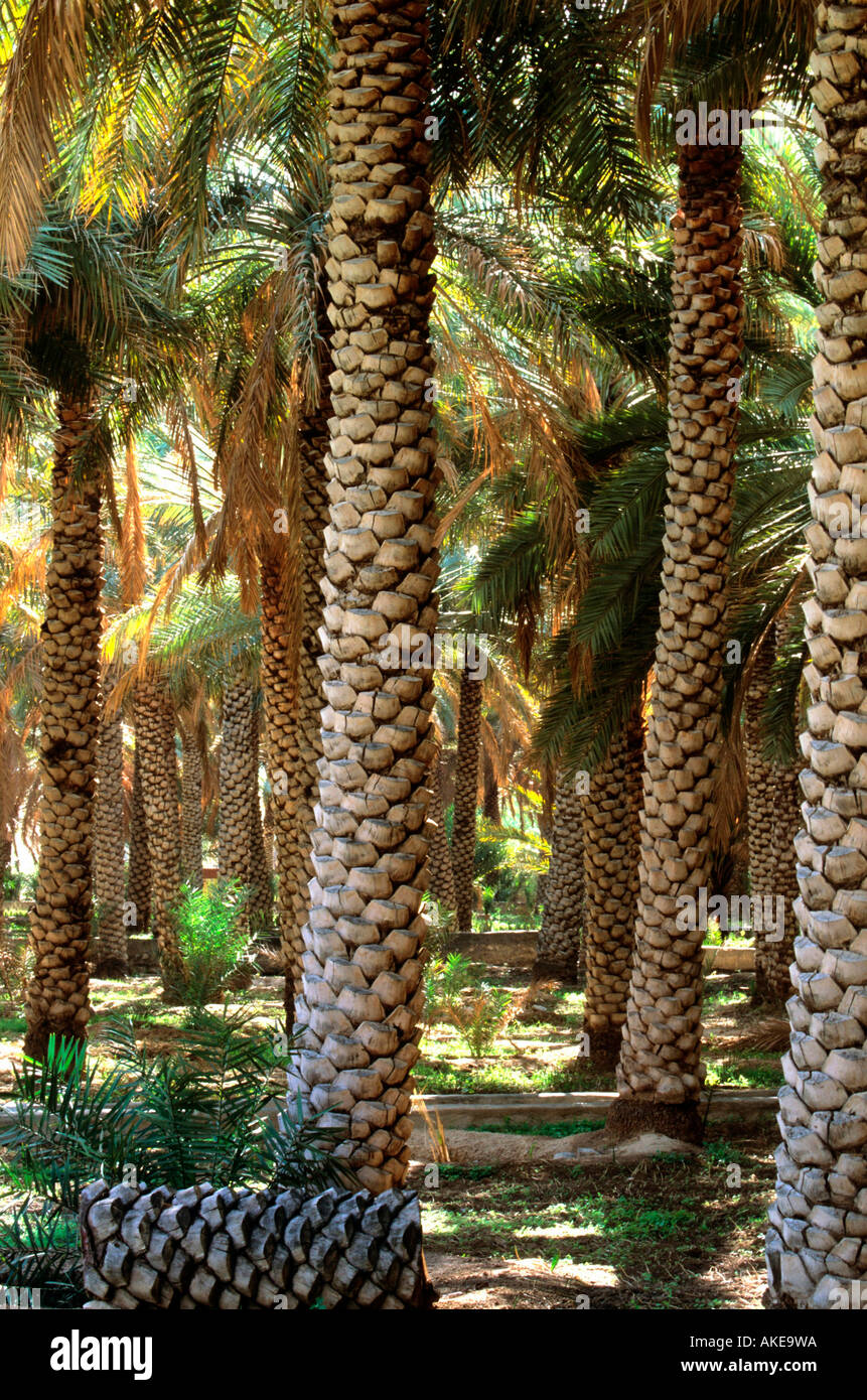 OM, Oman, Tanuf. Dattelhain im Wadi Tanuf westlich von Nizwa Stock ...