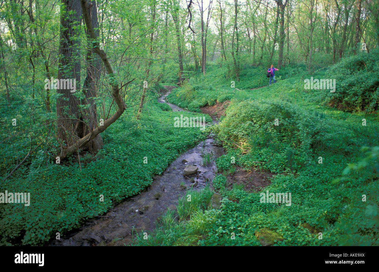 deciduous wood, tyler state park, usa Stock Photo - Alamy