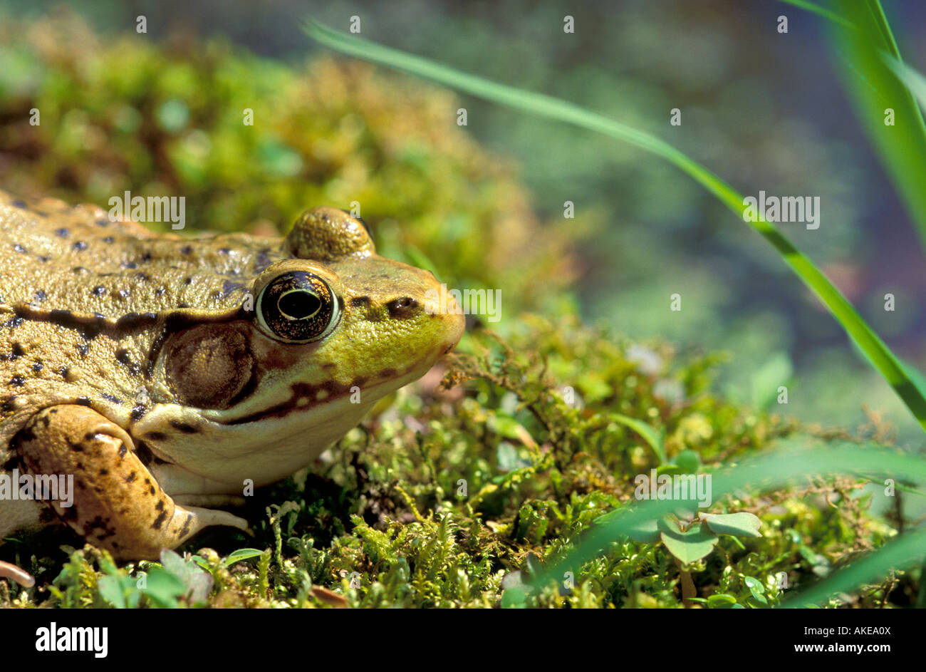river frog, tyler state park, usa Stock Photo - Alamy