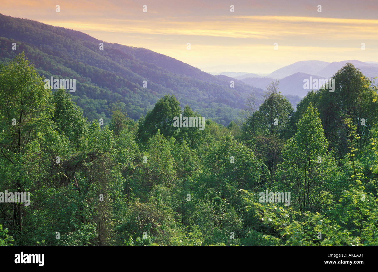 secondary forest, great smoky mountains national park, usa Stock Photo ...