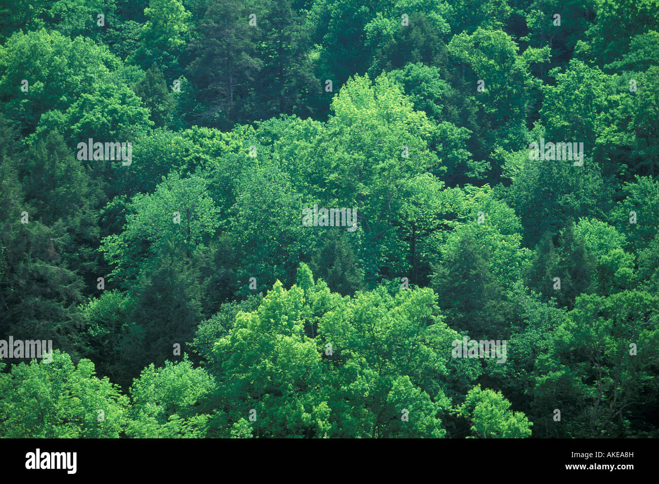 secondary forest, great smoky mountains national park, usa Stock Photo ...