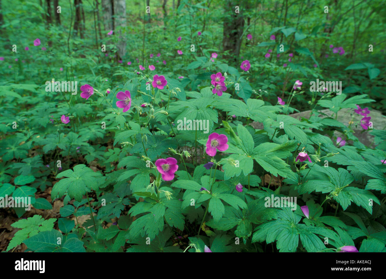 geranium maculatum flowers, great smoky mountains national park, usa ...