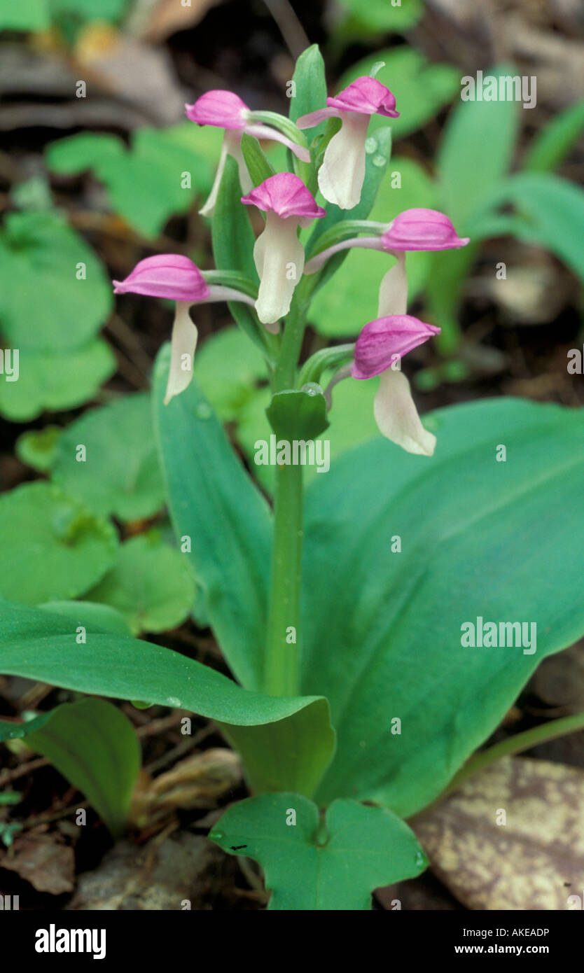 Orchis spectabilis flowers hi-res stock photography and images - Alamy