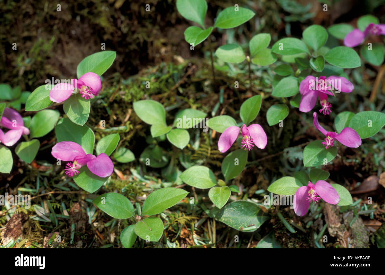 polygala paucifolia flowers, great smoky mountains national park, usa ...