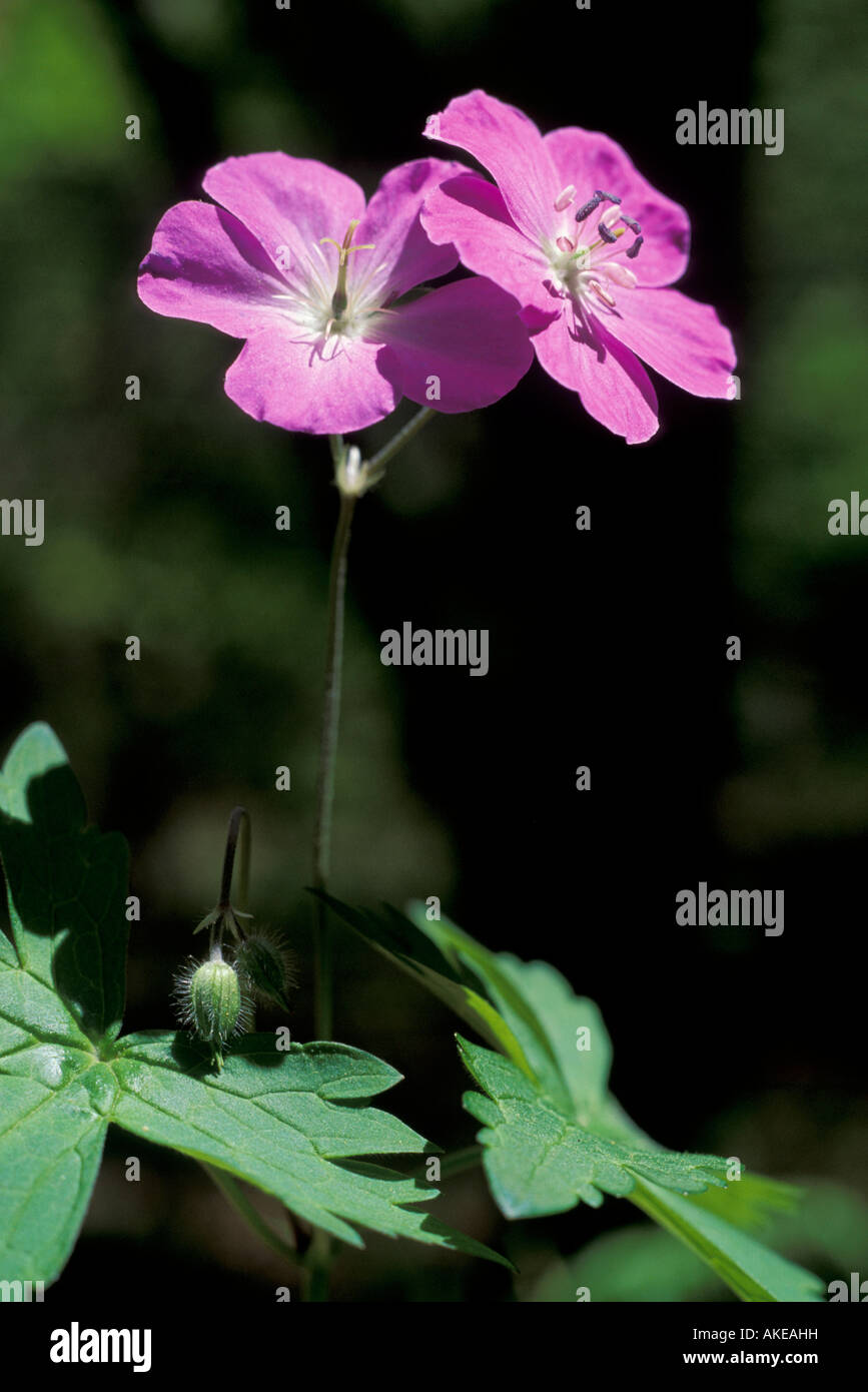 Geranium maculatum flowers hi-res stock photography and images - Alamy