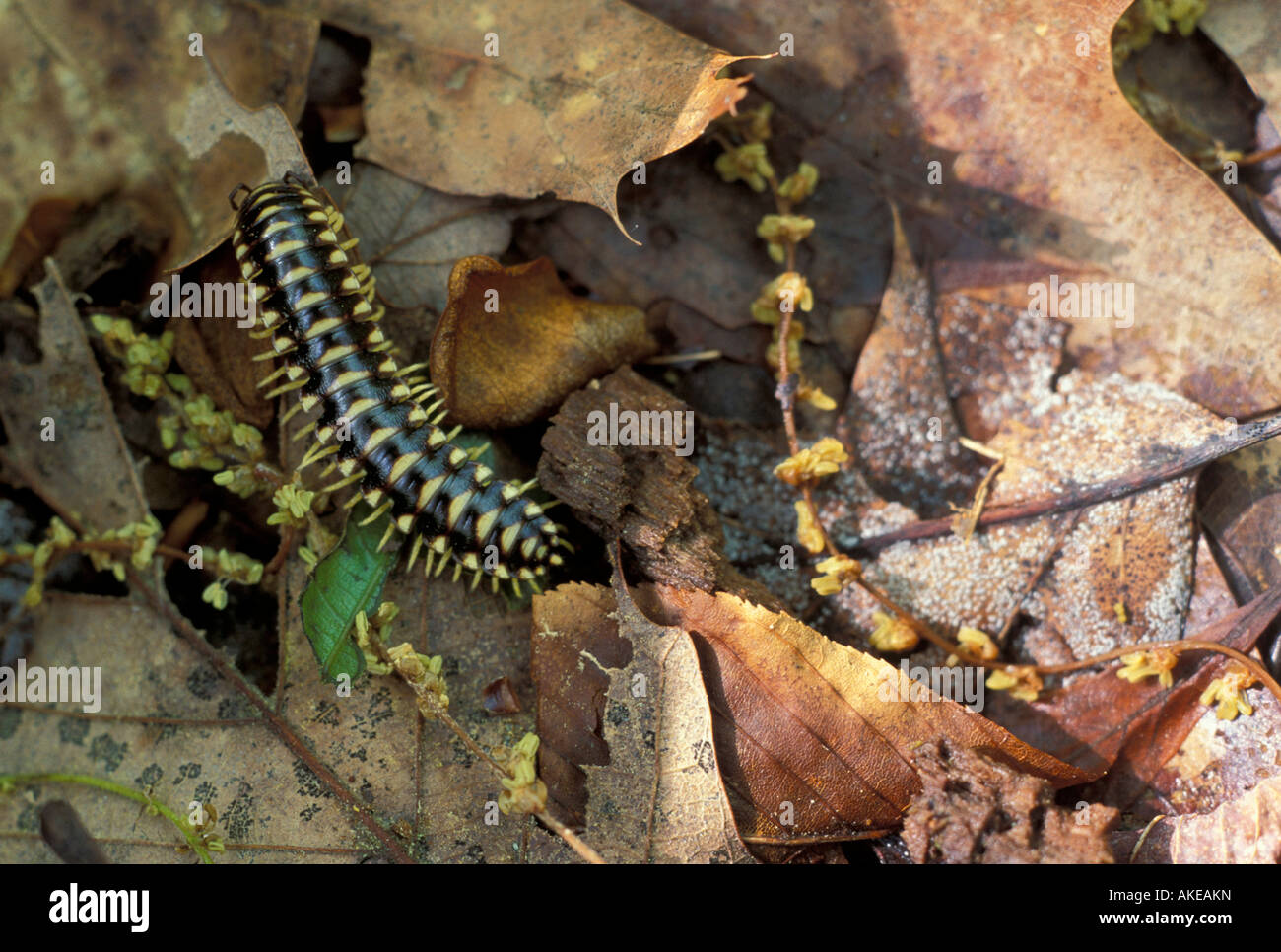 millepede, great smoky mountains national park, usa Stock Photo - Alamy