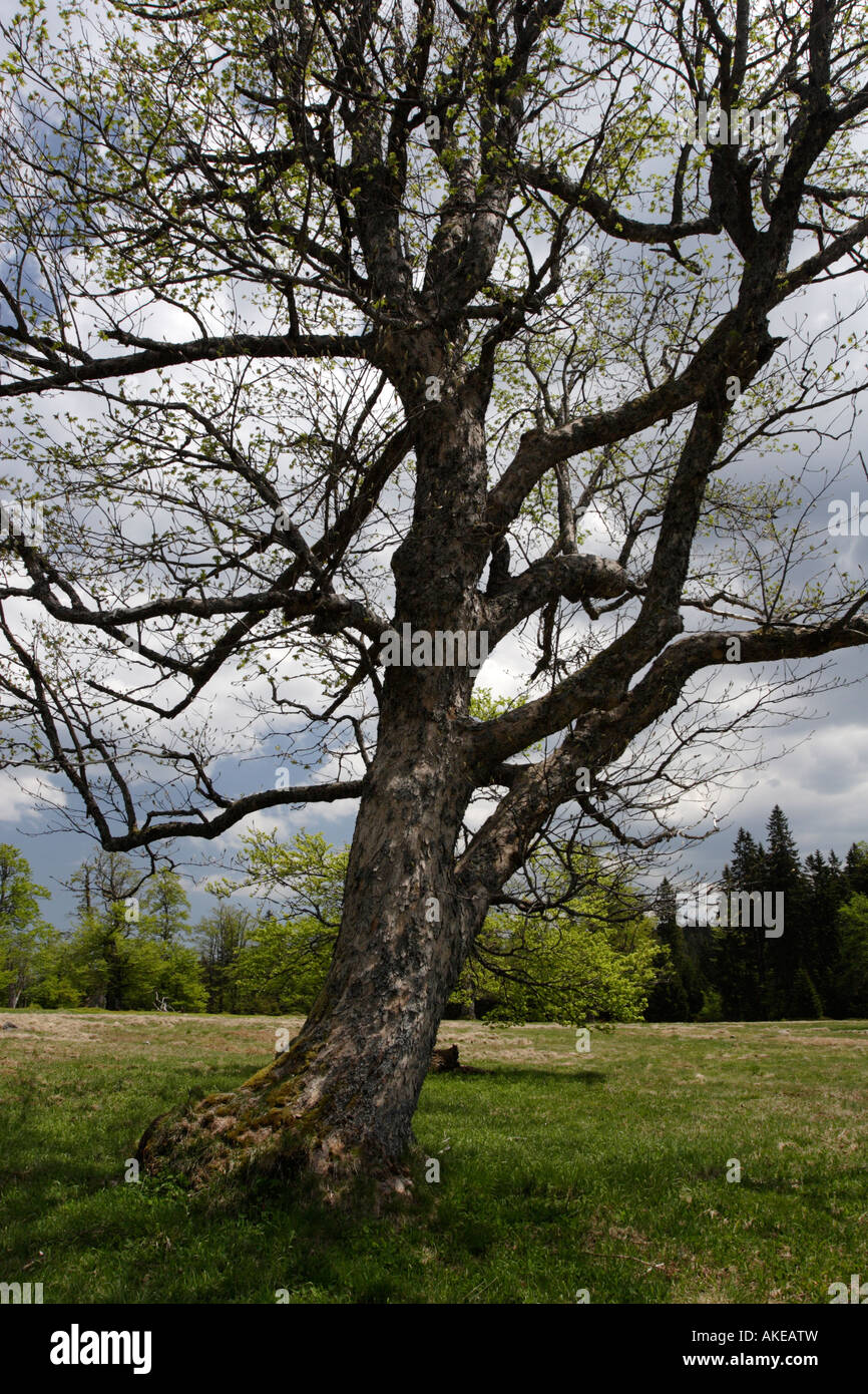 Ancient Tree on Meadow, Bavarian Forest National Park. These structures ...