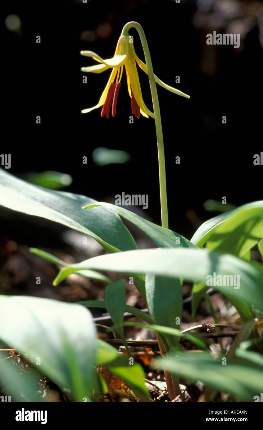erythronium americanum flower, great smoky mountains national park, usa ...